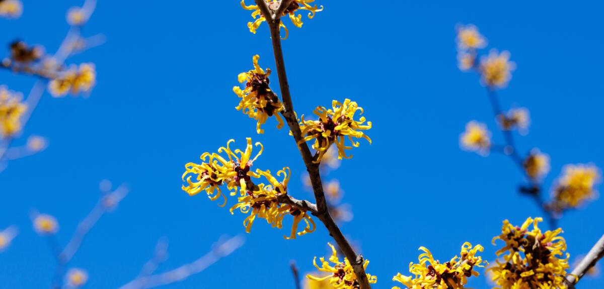 Acne 101: What You Need To Know And How Witch Hazel Can Help - T.N ...
